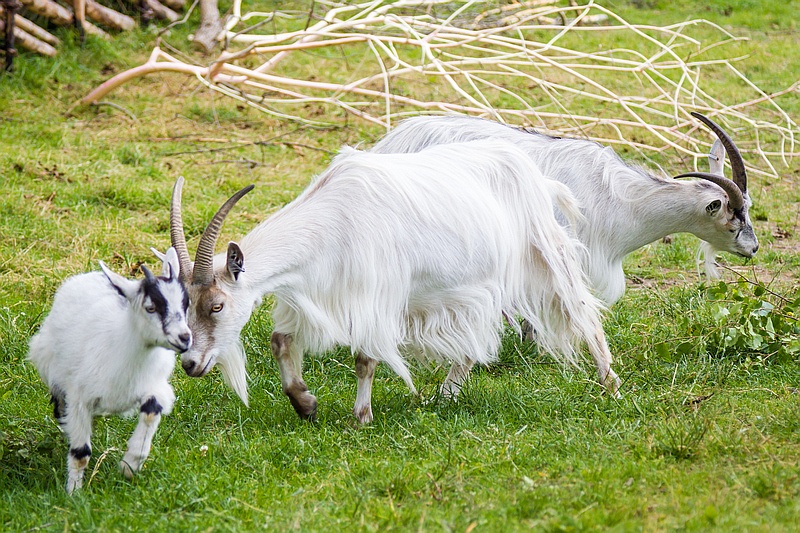 Jämtget - Breed Profile - Goat Journal